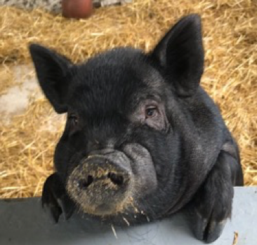 Animals at Amish Village | The Amish Village