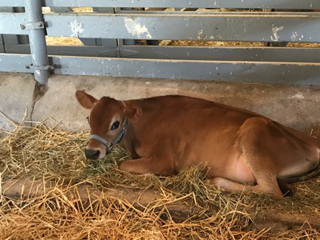 Animals at Amish Village | The Amish Village