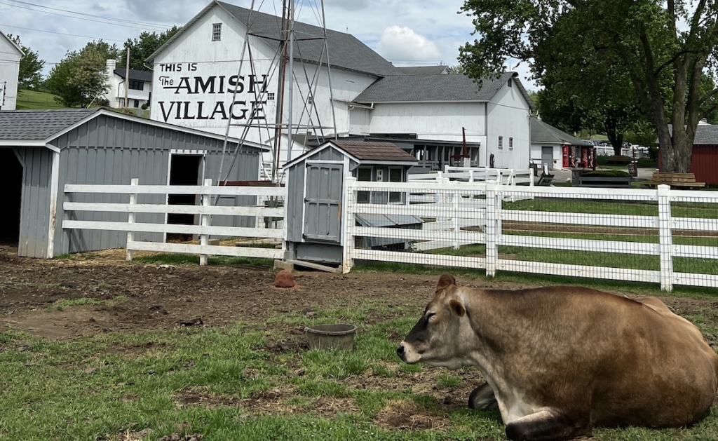 Meet the Adorable Amish Farm Animals at The Amish Village | The Amish ...